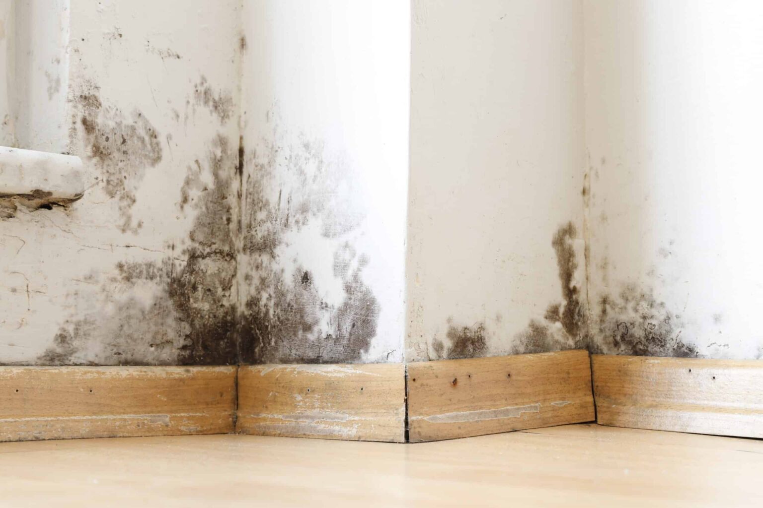 Mold Inspections in Central Florida | Tier-1 Pro Inspections